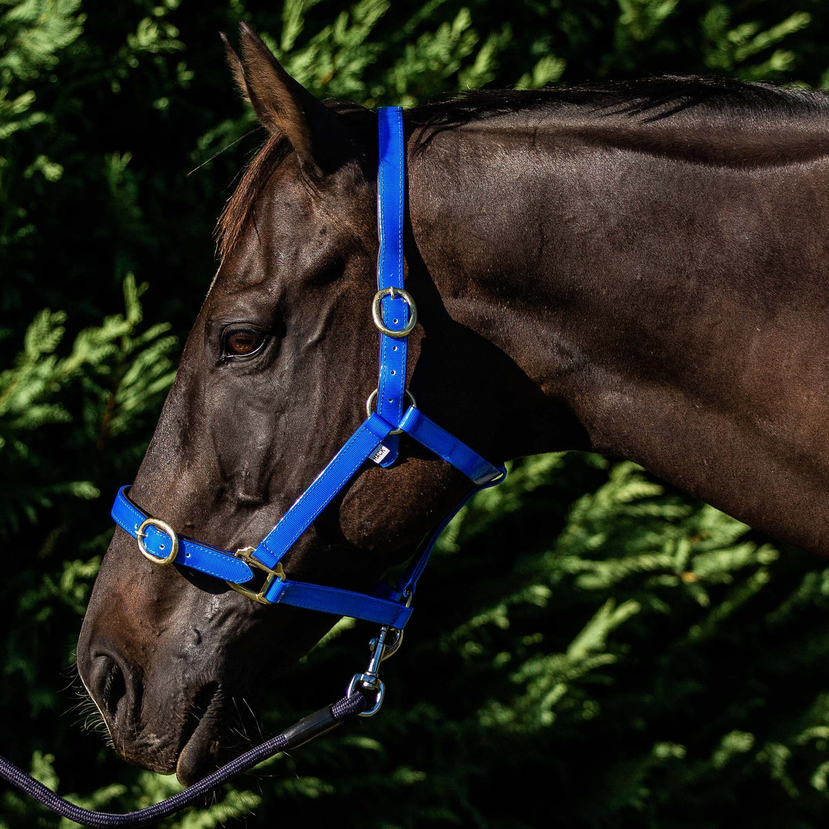 FLAIR PVC HARNESS WEB HALTER – Equestrian Country